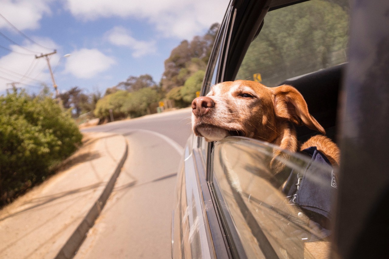 Cómo llevar a un perro grande en el coche de forma legal con esta valla ...